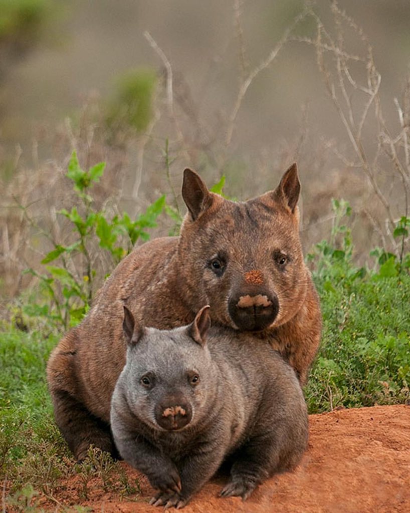 Competition Between Animals Over Food