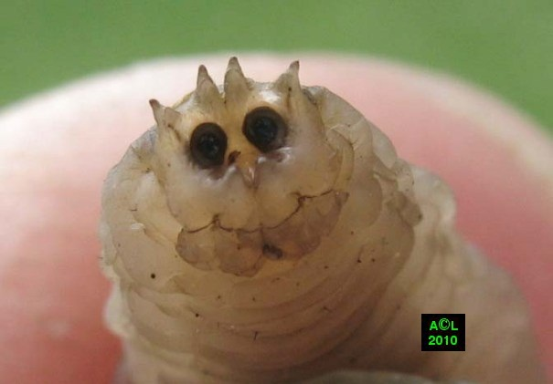 Crane Fly Larvae