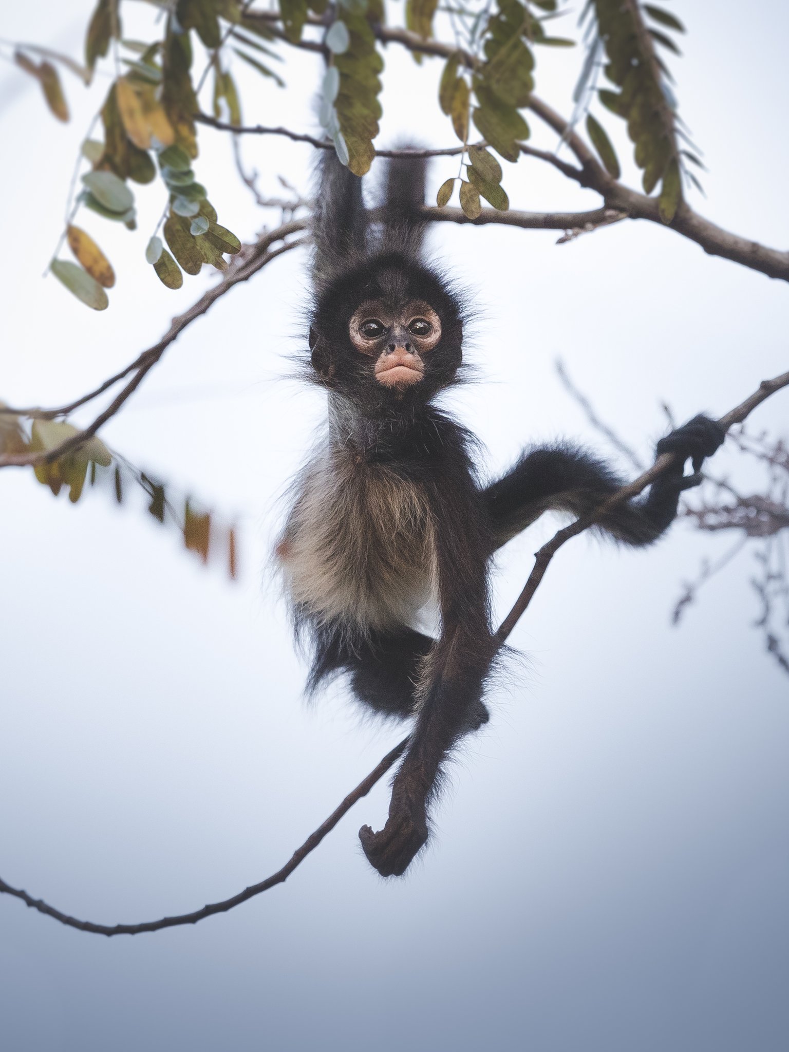 Cute Spider Monkey Pictures