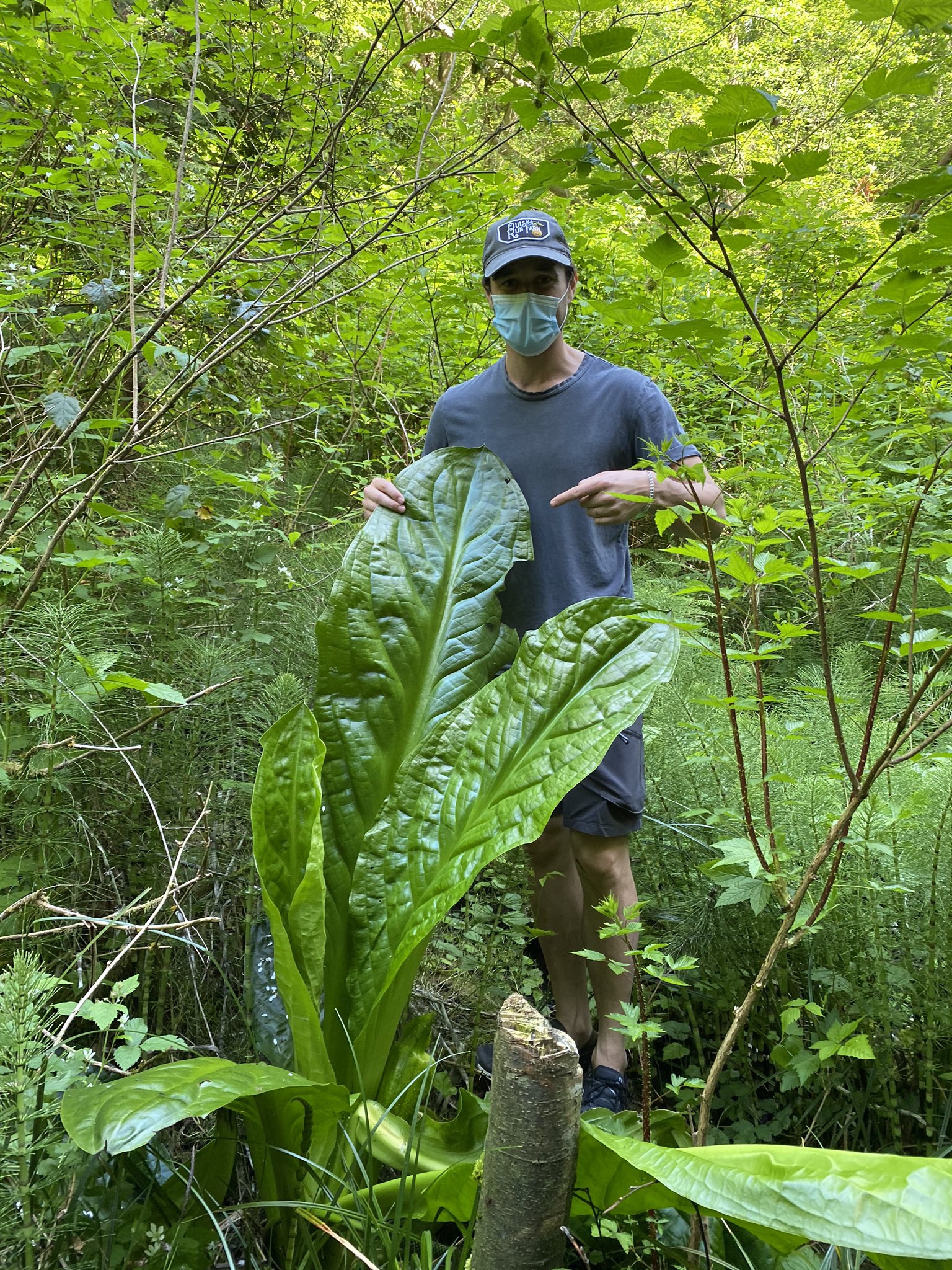 Western Skunk Cabbage