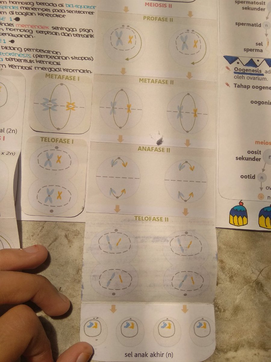 Mitosis Flip Book Diagram Masters Answer Key