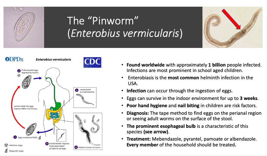 Enterobius Vermicularis Life Cycle