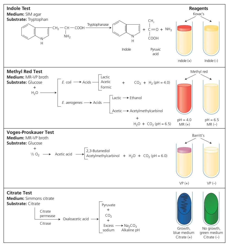 أهلا🥰 هذا الثريد راح يكون عن أحد الbiochemical test للتفريق بين أعضاء ...