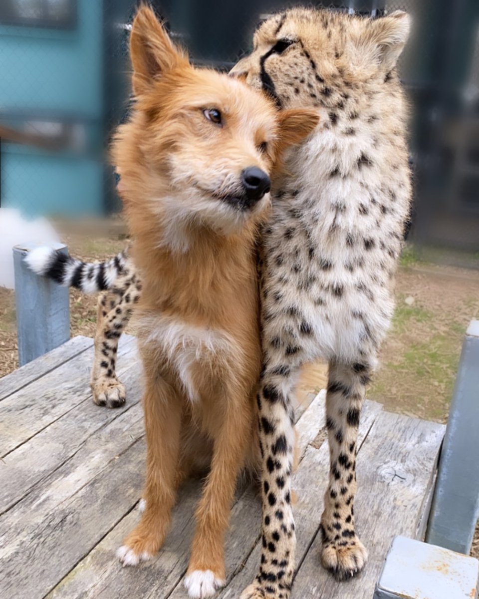 Giant Cheetah! The Bola Speedster! ? - Creature submission archive ...