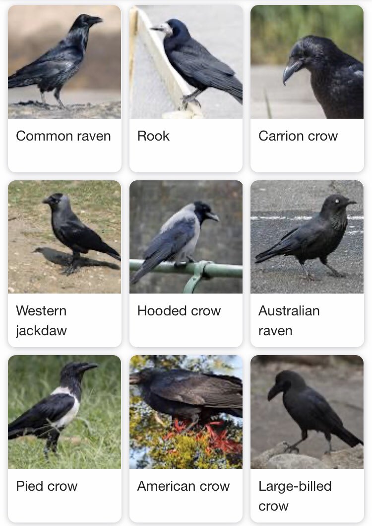 Why Are There Different Types Of Birds In The Crow Family, 46% OFF