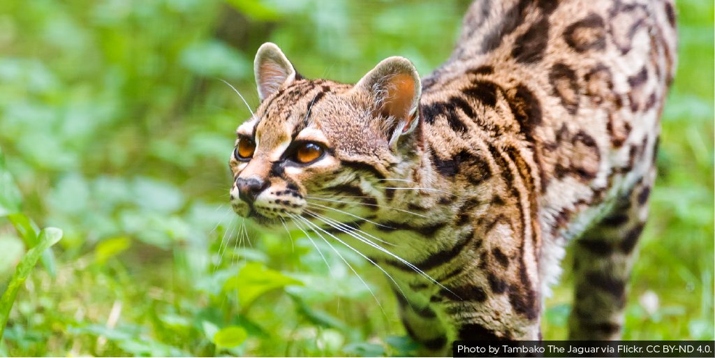 Margay Wallpaper