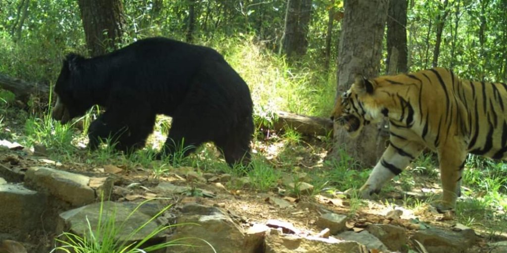 Sloth Bear Vs Tiger