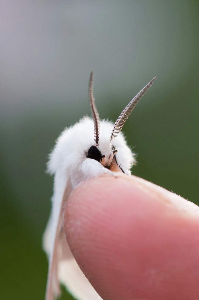 Is The Venezuelan Poodle Moth A Real Animal
