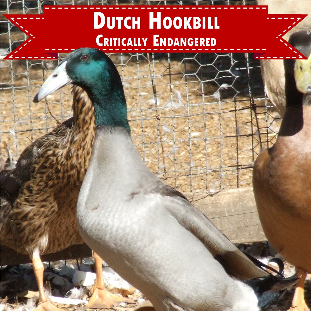 Dutch Hookbill Ducks