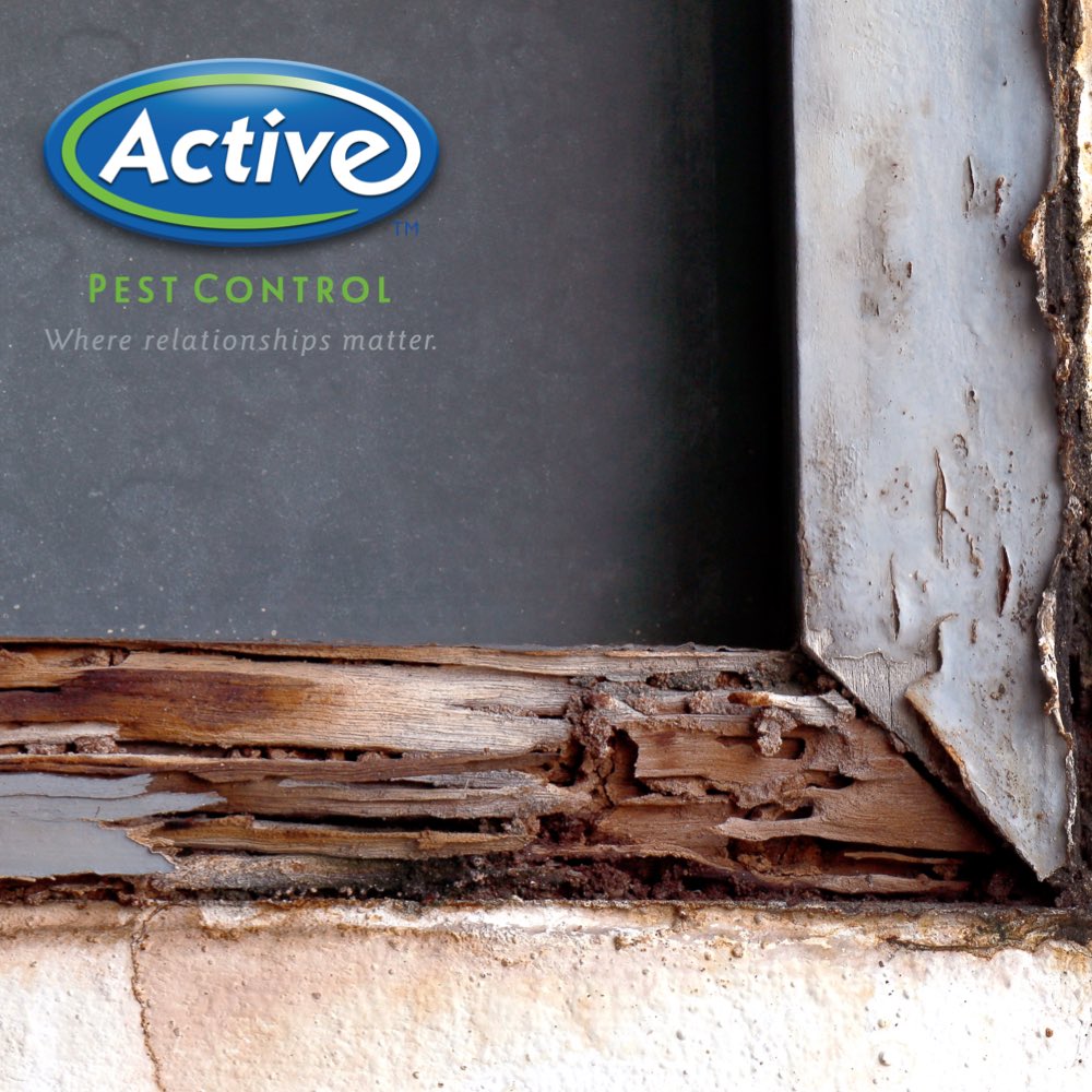 Active Pest Control (@ActivePests) / Posts / X