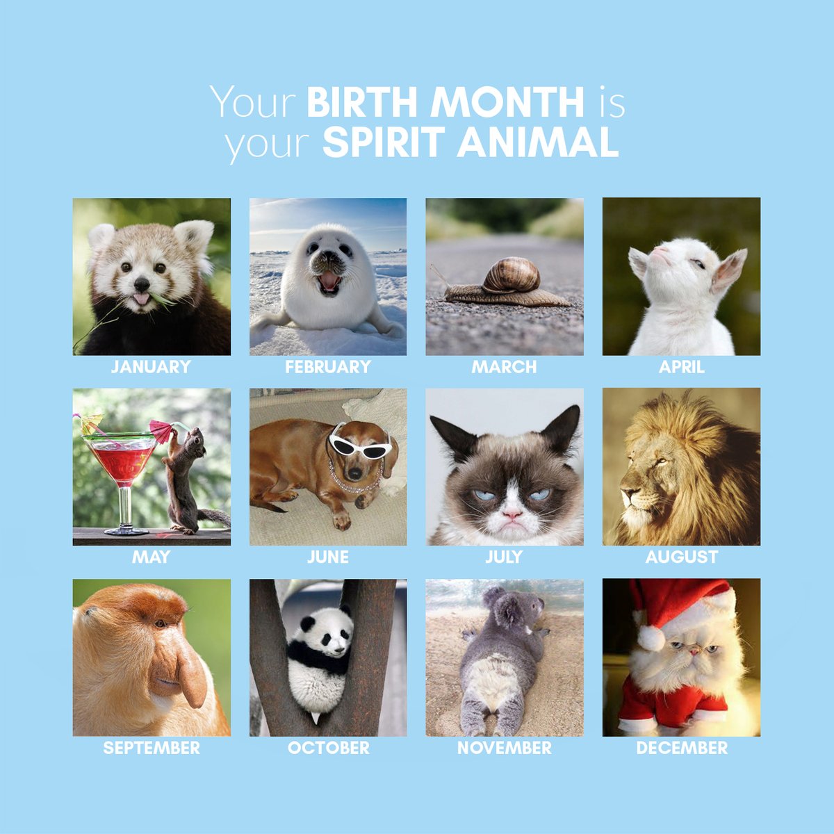 Birth Animals For Each Month