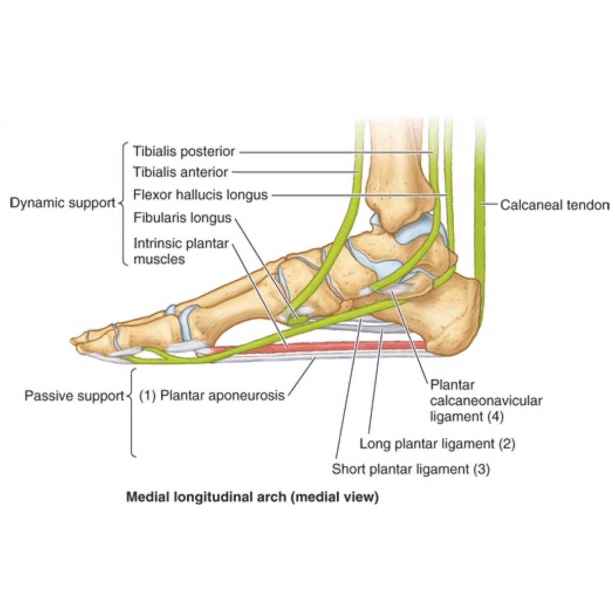 Anterior Metatarsal Arch