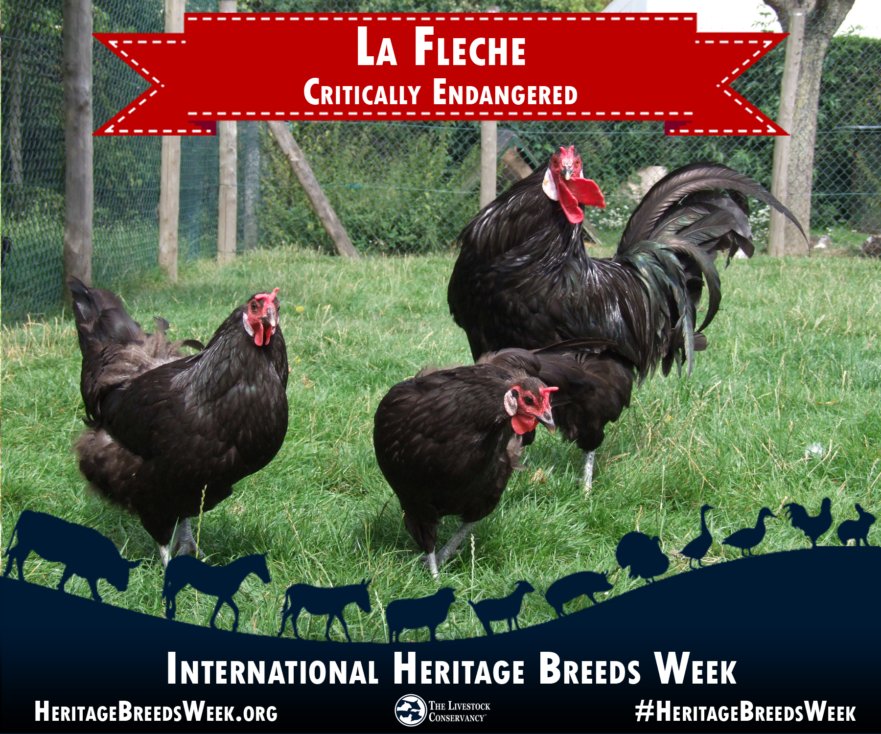Endangered Chicken Breeds