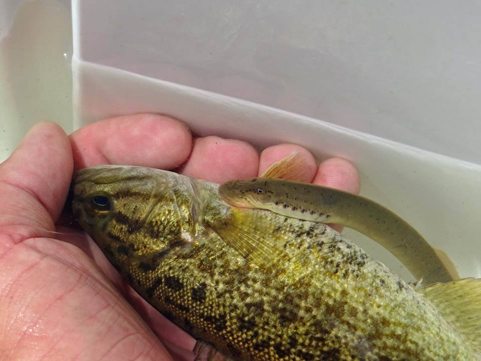 Fish Fact ?Oklahoma has two species of lampreys, the chestnut lamprey ...