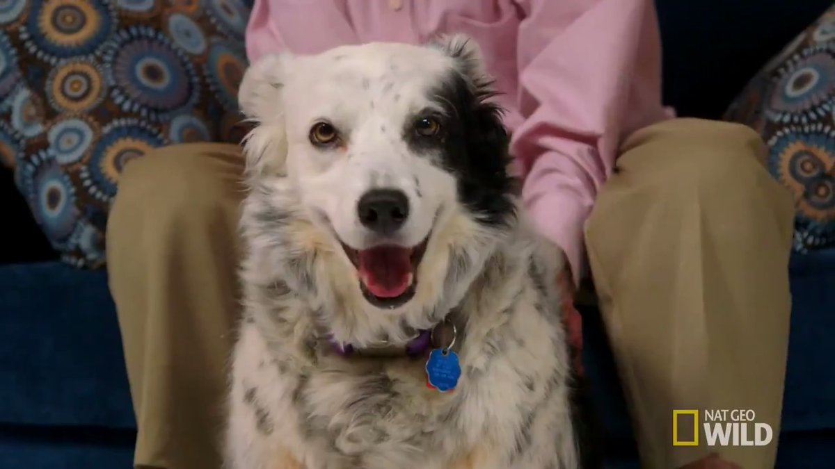 Chaser the Wonder Dog is a remarkable Border Collie who is ...