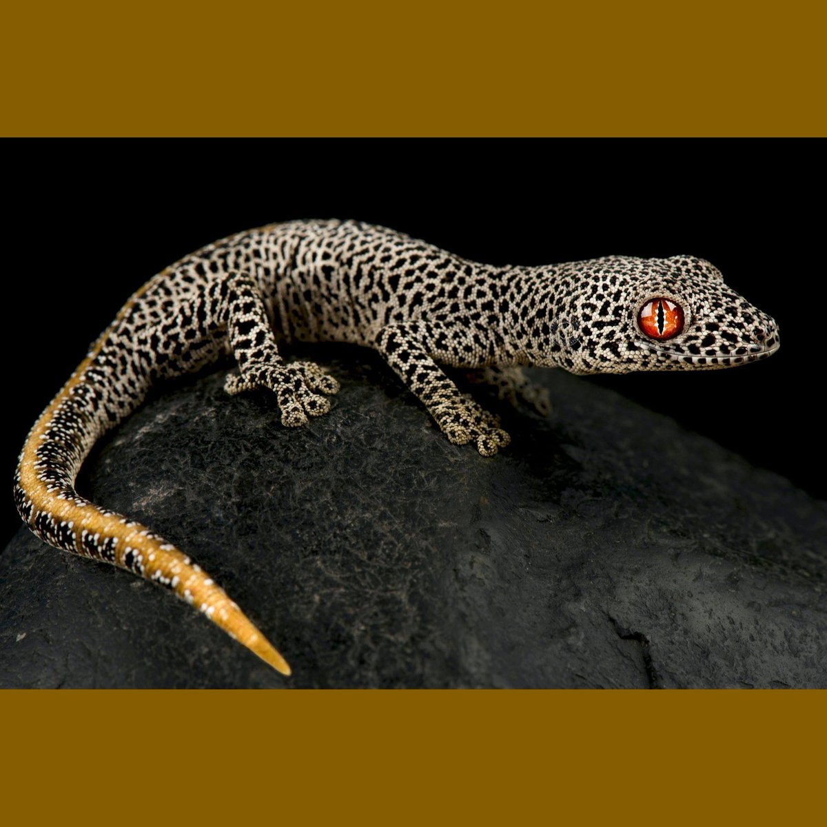 Golden Leopard Gecko