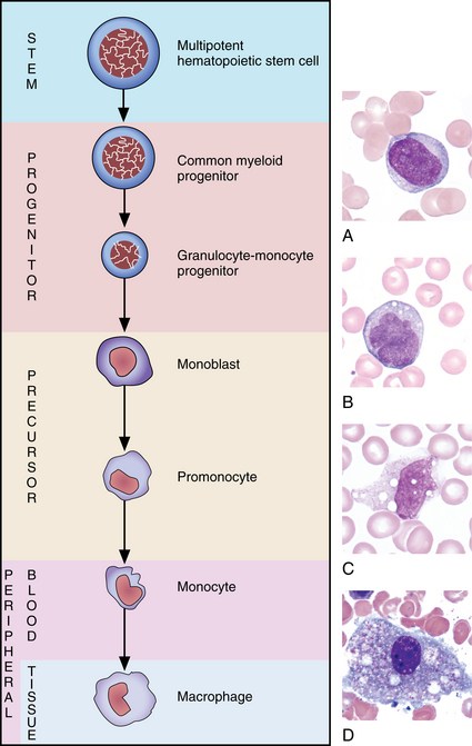 Promonocyte
