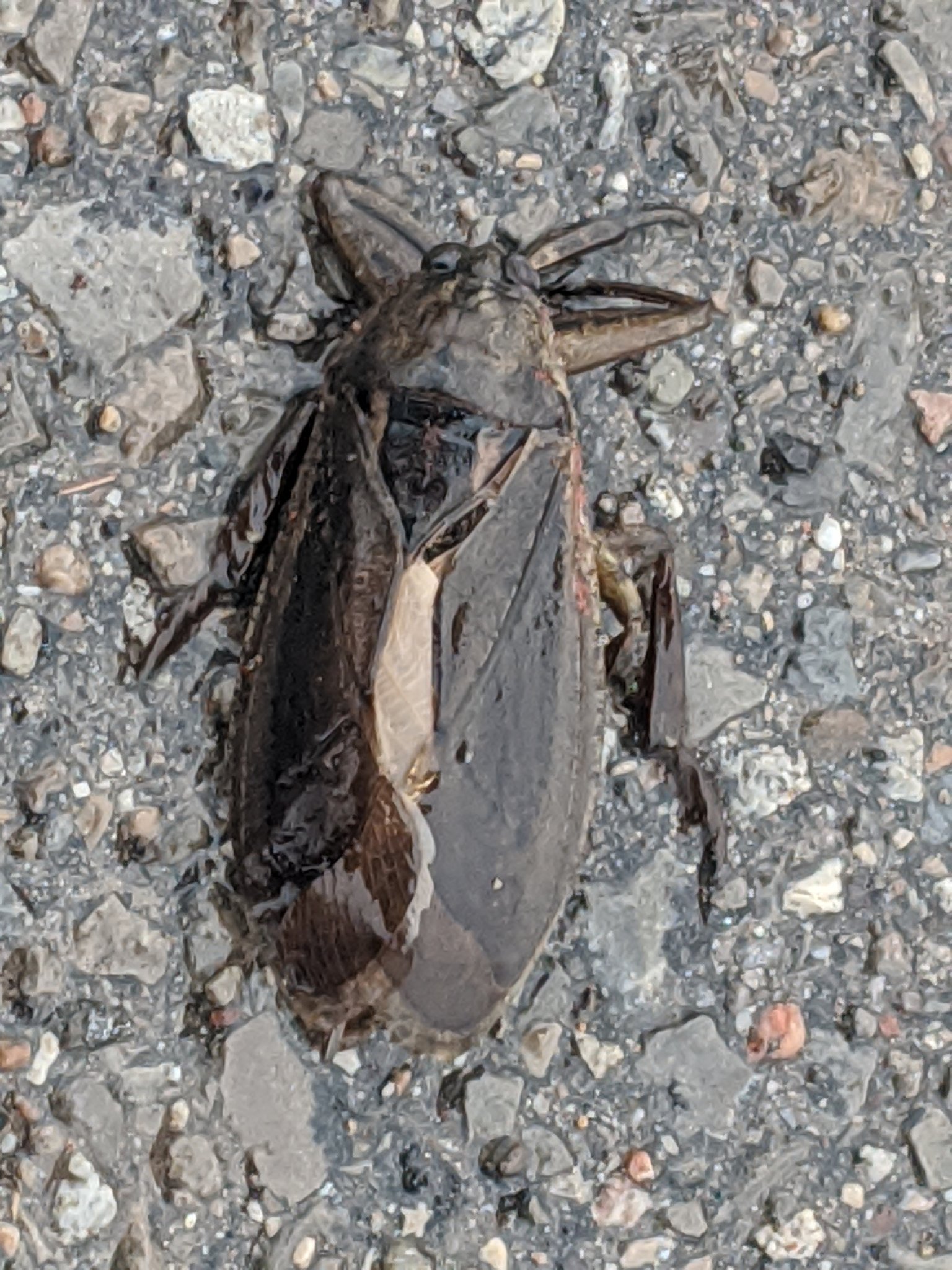 Giant Water Bug Flying Lethocerus Americanus Giant Water Bug