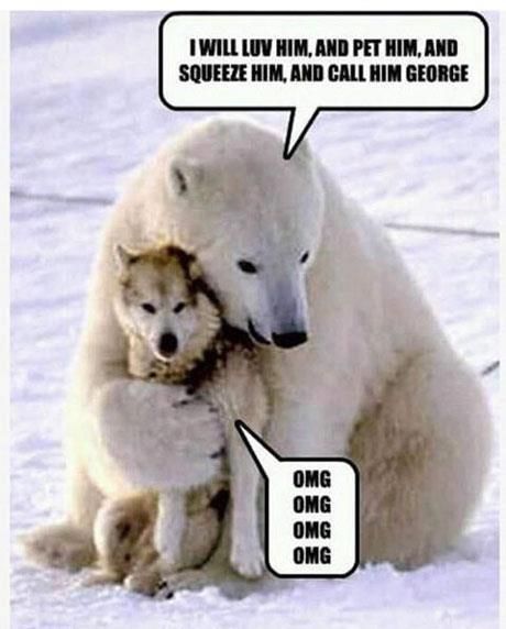 Funny Bear Jokes