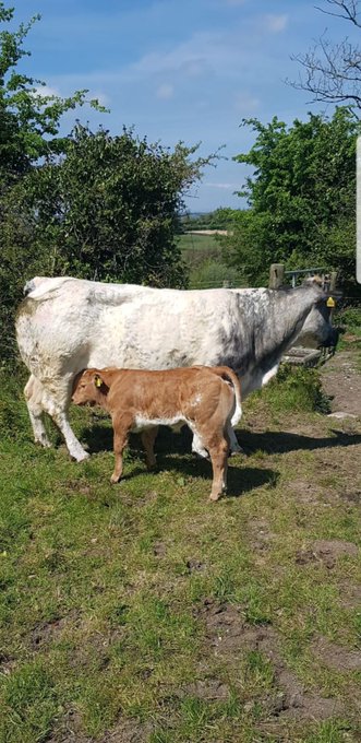 Belgian Blue Bull Calf