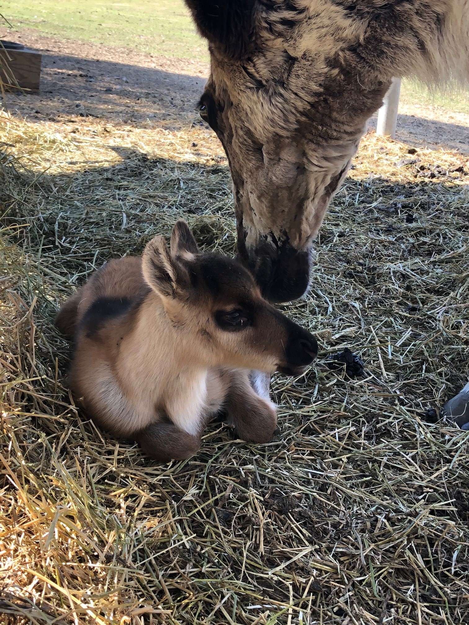 Cute Baby Caribou