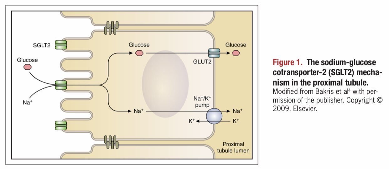 Glucose Sodium Cotransporter Diagram