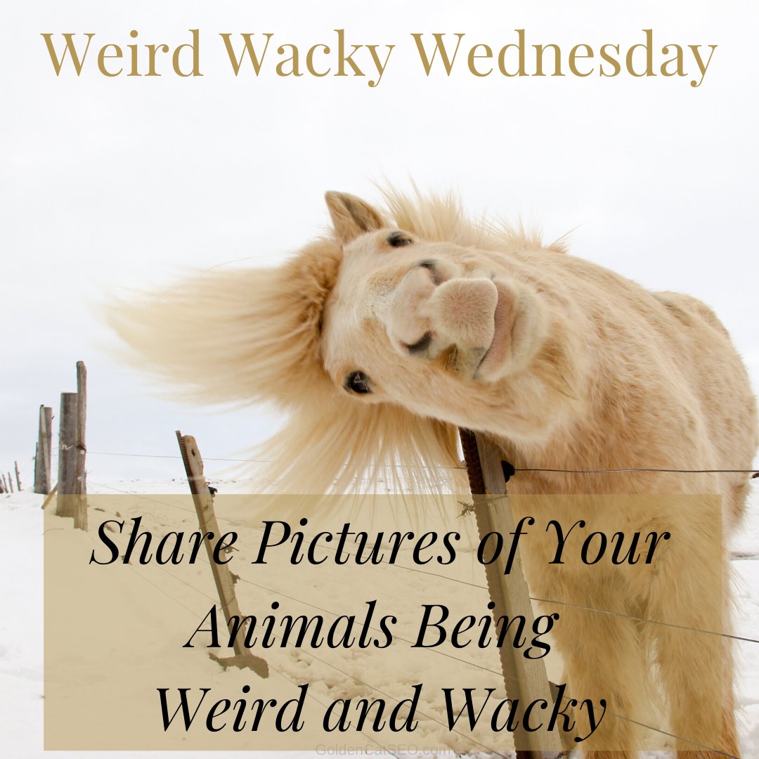 Funny Wednesday Animal Pictures