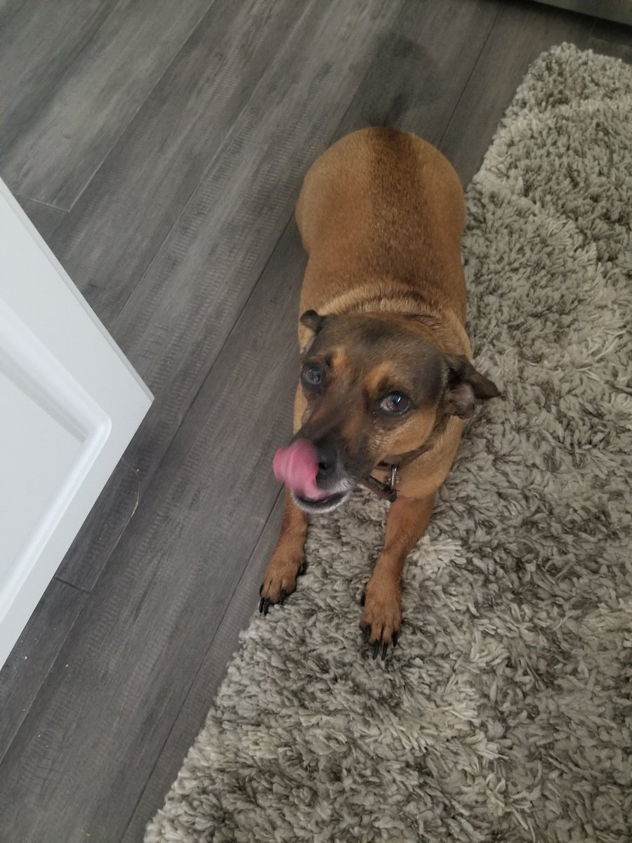 Rie Merritt she/her on Twitter: "Skeeter, in repose.…