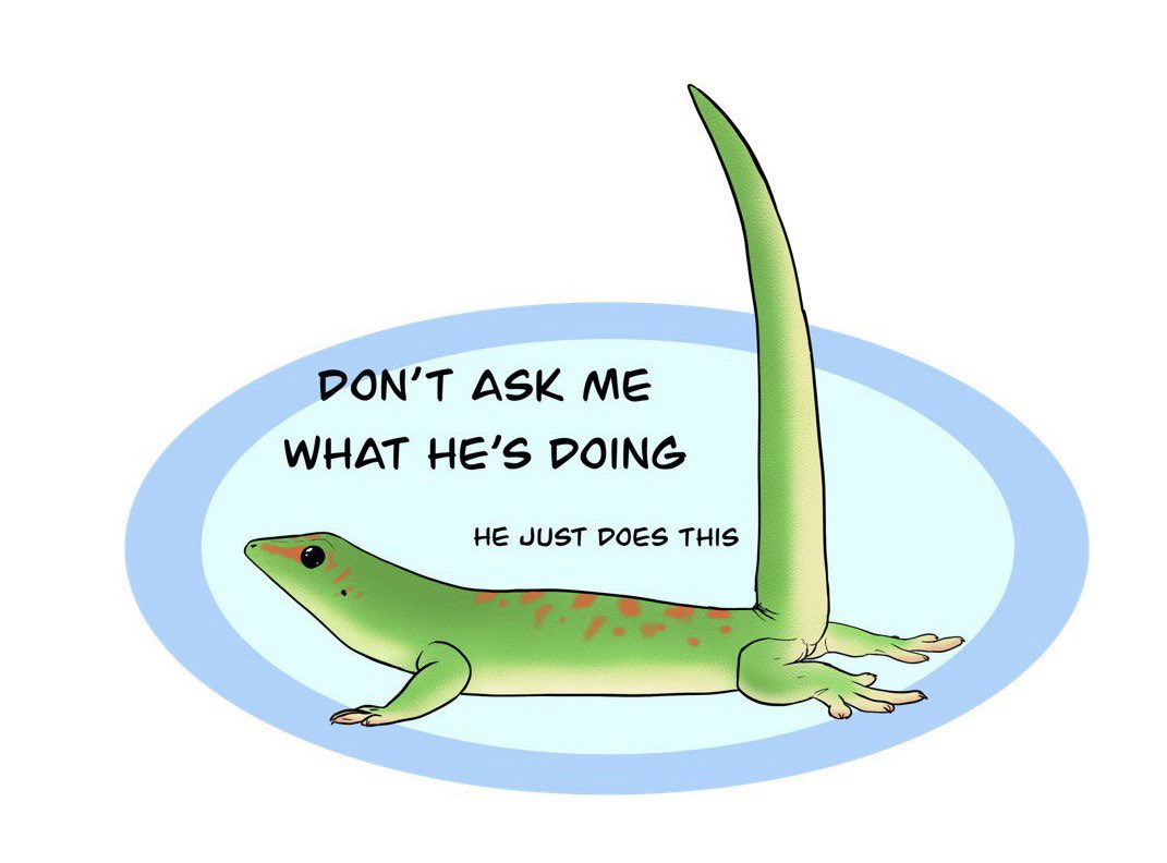 Funny Lizard Jokes