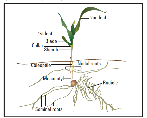 Corn Seedling Diagram