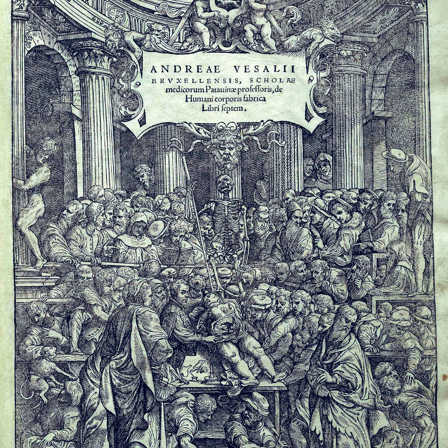 Gabriel Falopio | atelier-yuwa.ciao.jp