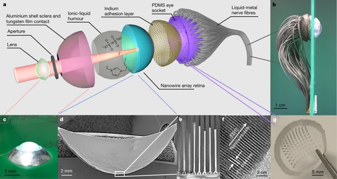 A biomimetic eye with a hemispherical perovskite nanowire array retina ...
