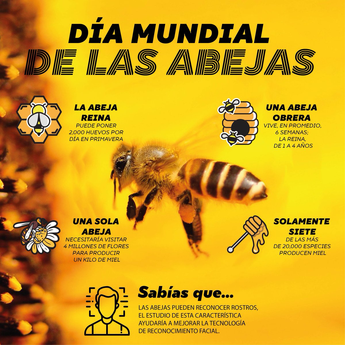 Invitación cerrar arco datos sobre las abejas esquina Deformar Caballero Invitación cerrar arco datos sobre las abejas esquina Deformar Caballero