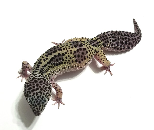 Leopard Gecko Black Pearl