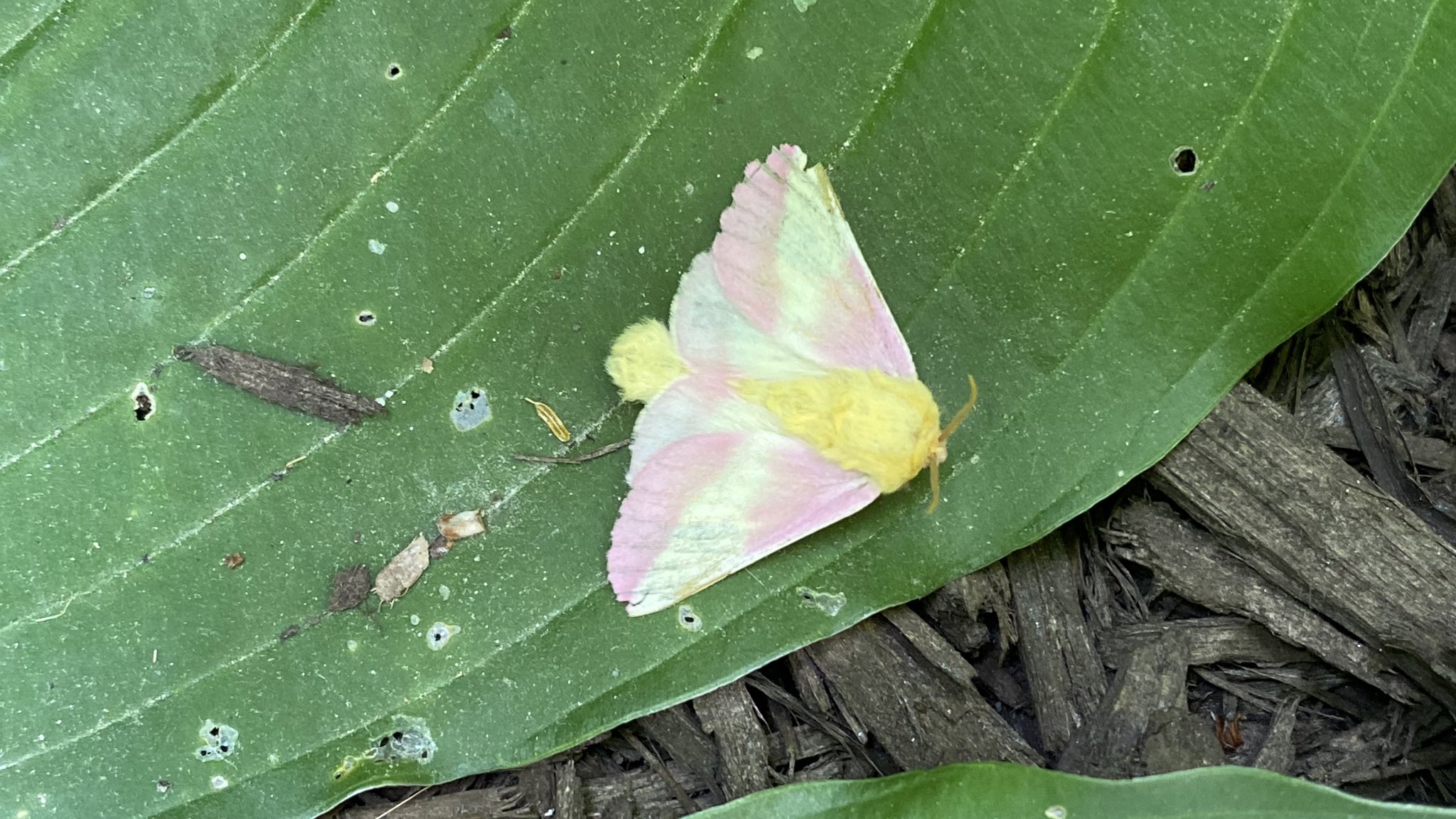 Rosy Maple Moth Caterpillar