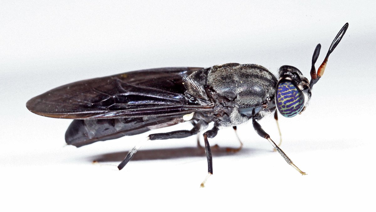 molecular-ecology.at – Headline