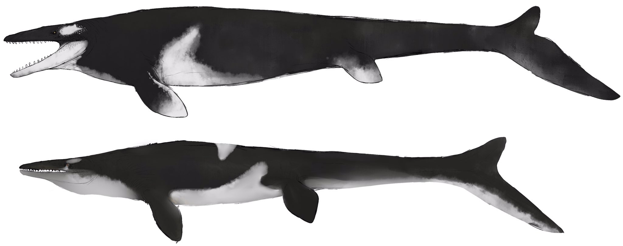 Mosasaurus Vs Tylosaurus