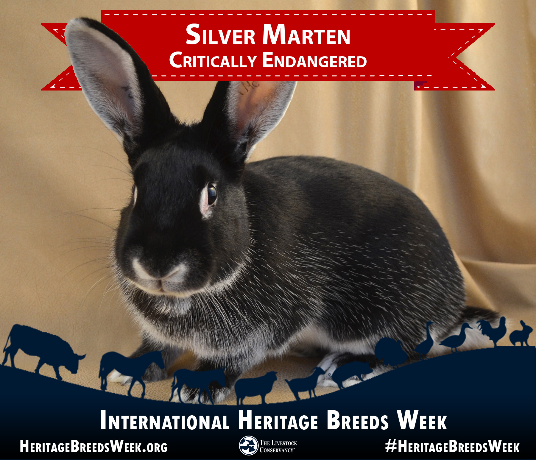 Silver Marten Rabbits