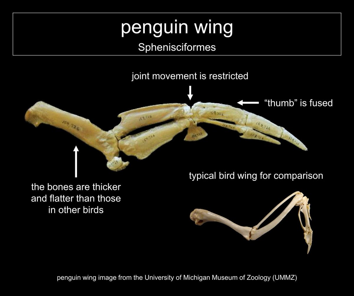 What is the most compelling evidence for evolution iyo? : r/DebateEvolution