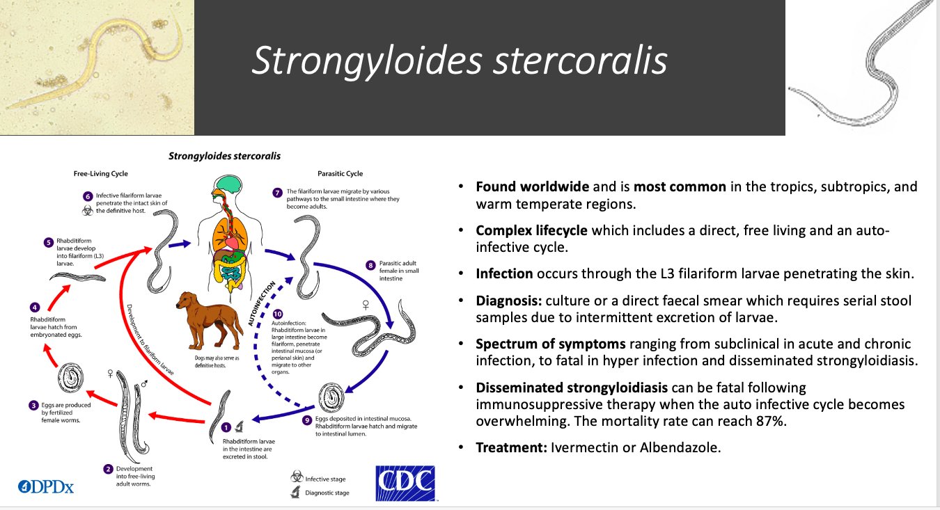 Strongyloides Life Cycle