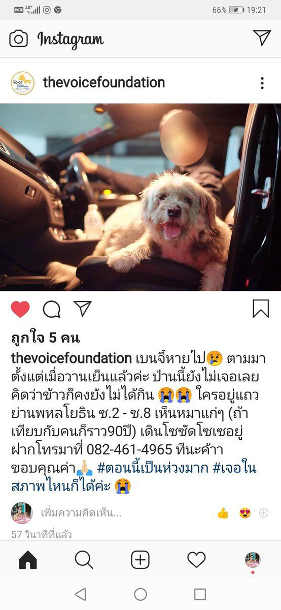 JS100 on Twitter: "ตามหาสุนัขแก่พลัดหลง ย่านพหลโยธินซอย 2 ถึงซอย 8 หรือละแวกใกล้เคียง พบเห็นโทร ...