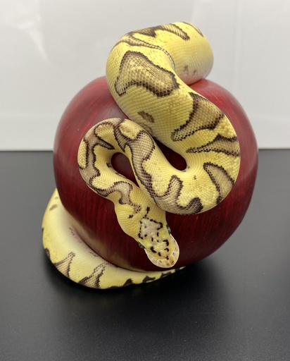 Enchi Firefly Ball Python