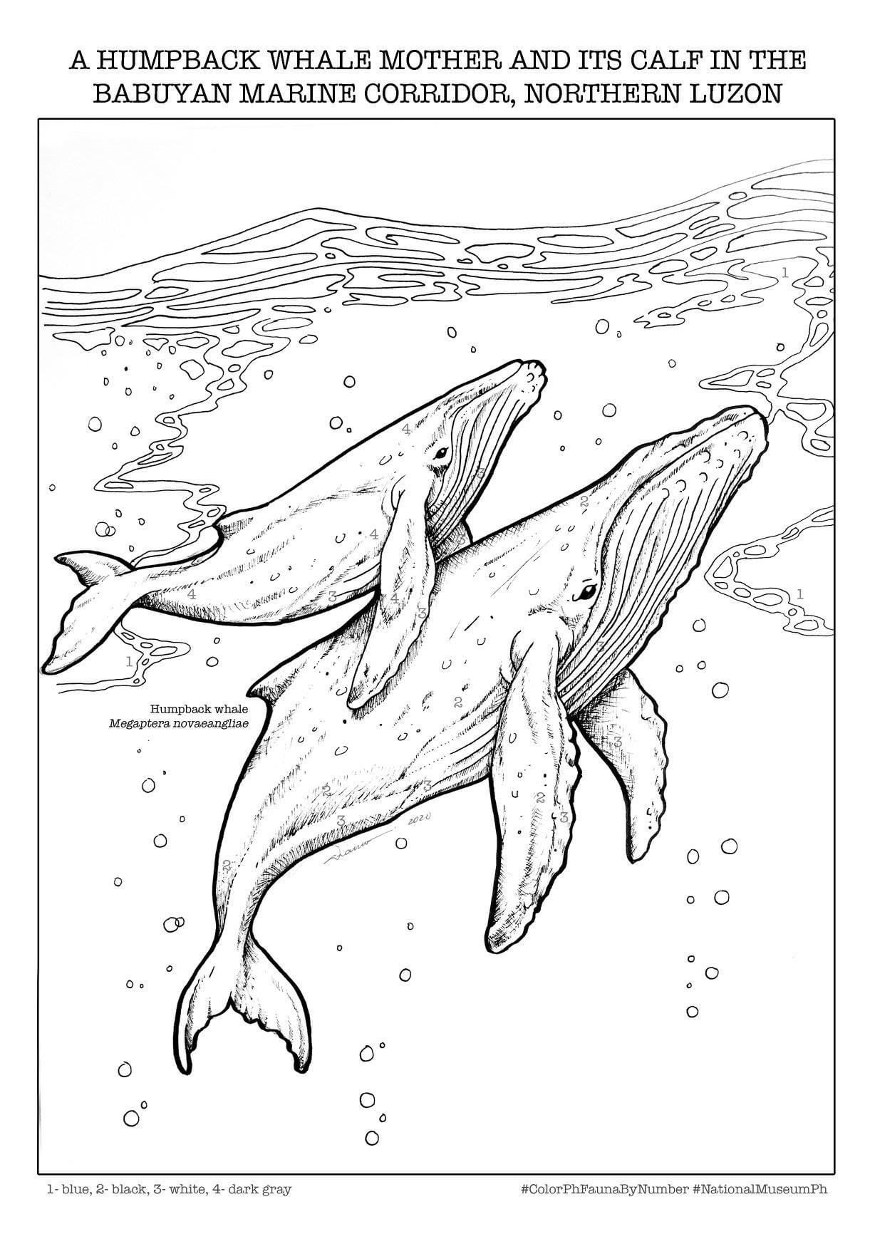Humpback Whale Coloring Pages