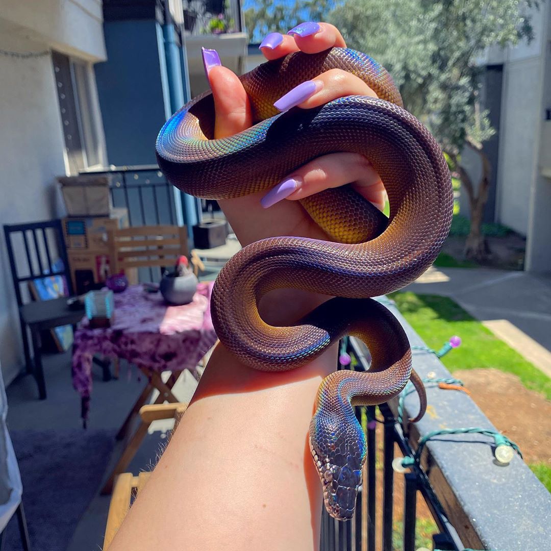 Albino Sunbeam Snake