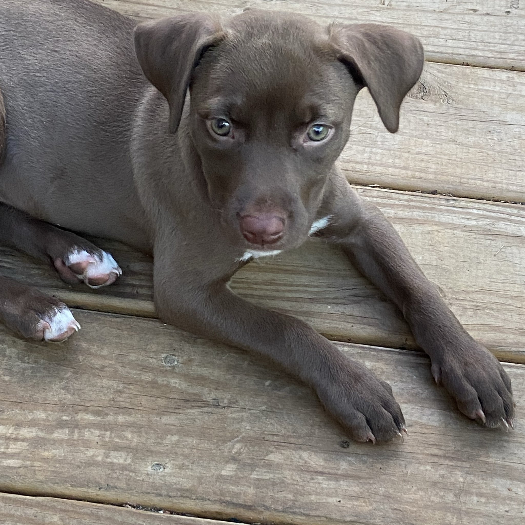 Blue Lacy Is A Mixed Breed