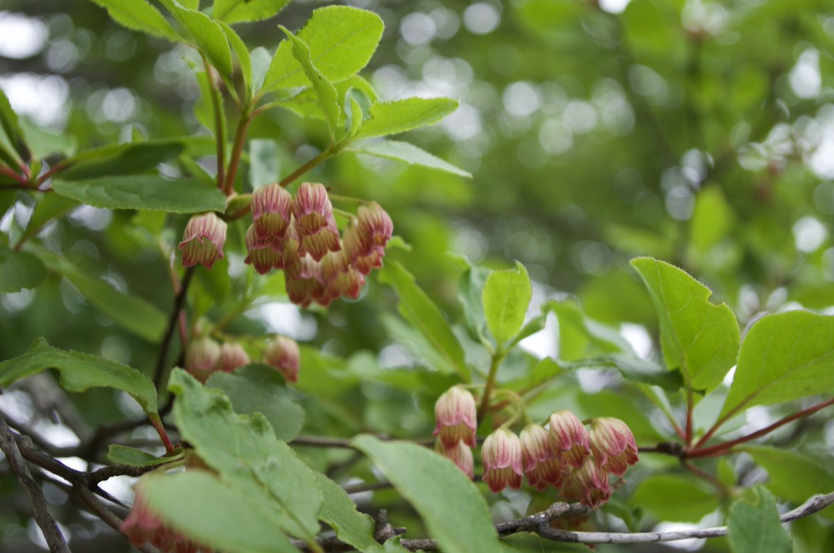 ライデル(@berry_rydell) - Twilog (ツイログ)