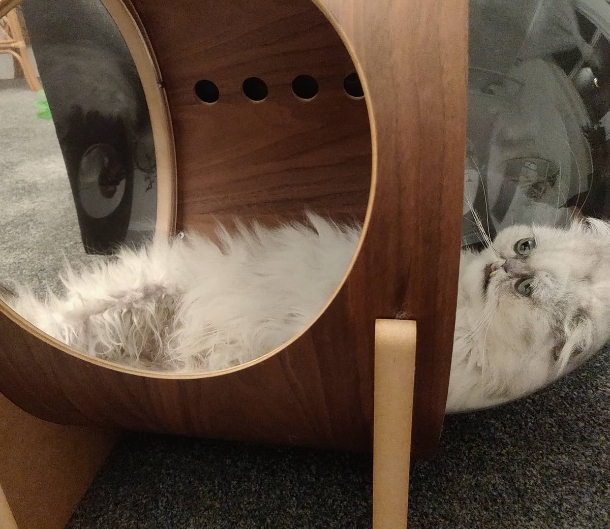 Wilfred Warrior @wilfred_warrior Timeline, The Visualized Twitter ...