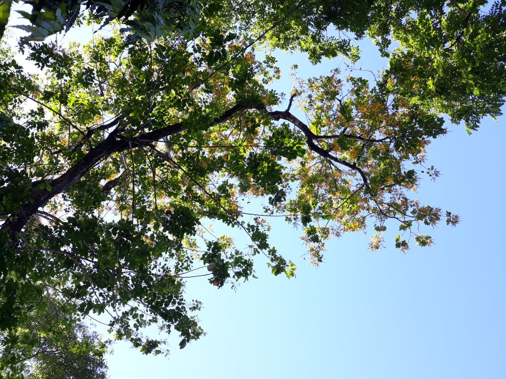 Philippine National Tree Narra