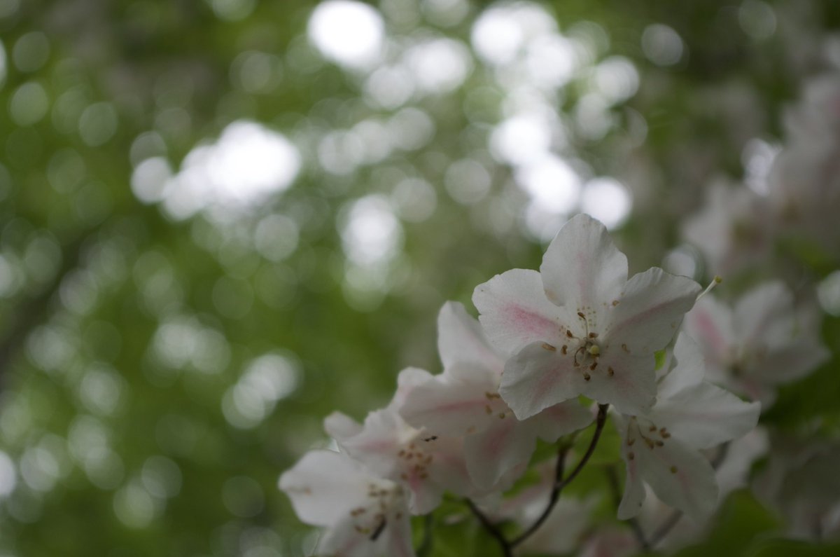 ライデル(@berry_rydell) - Twilog