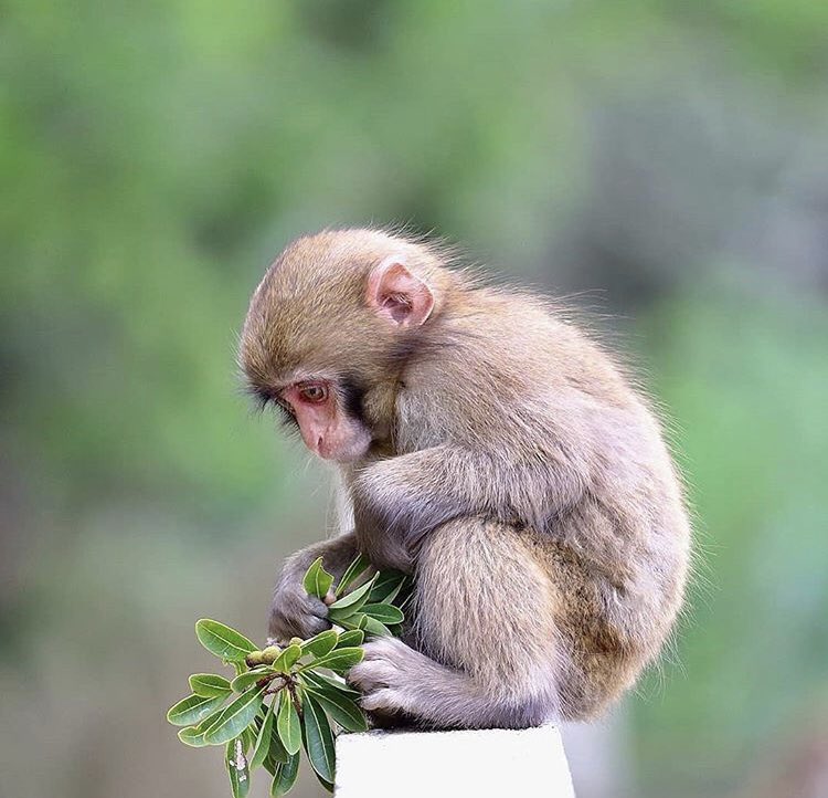 Cute Sad Monkey
